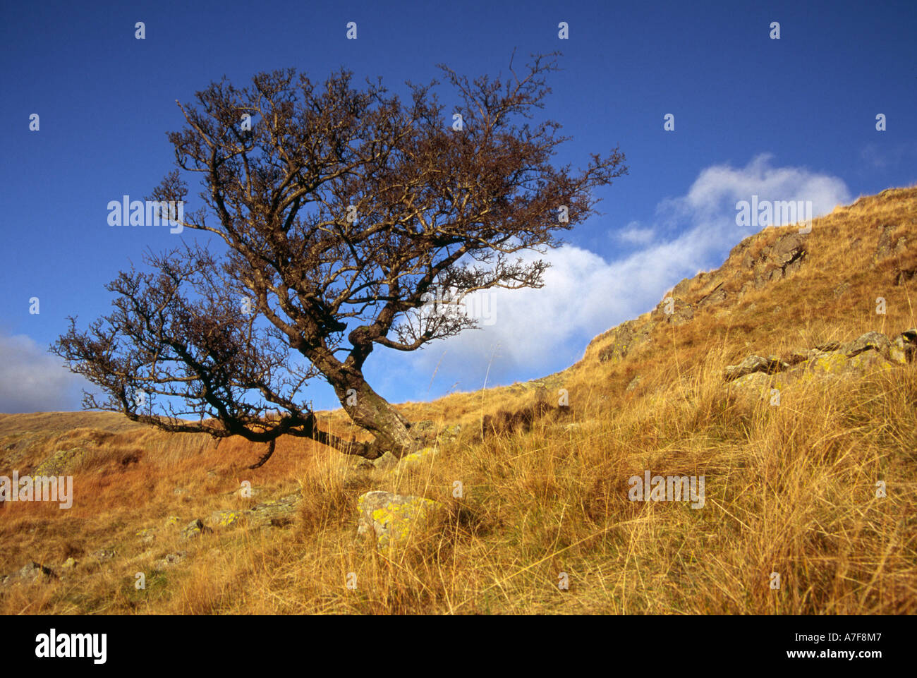 Hawthorn withered tree hi-res stock photography and images - Alamy