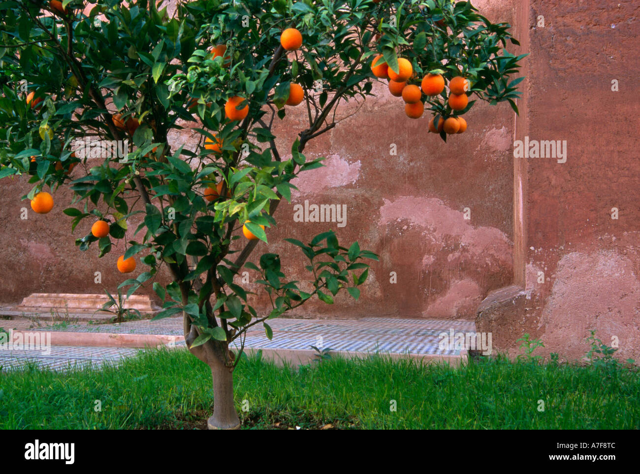 Orange tree Saadian tombs Marrakech Morocco Stock Photo - Alamy