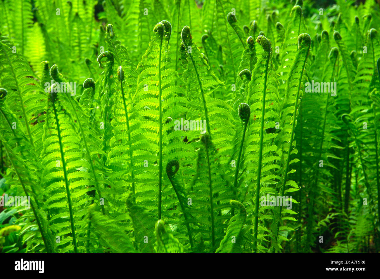 Ferns Dunvegan castle Skye Scotland Stock Photo - Alamy