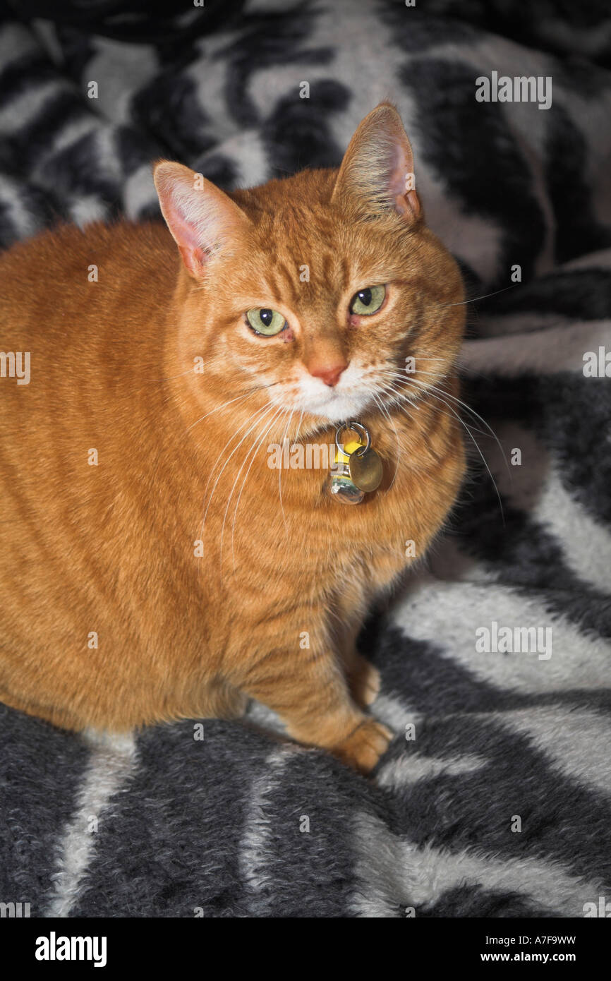 Sybil a ginger female cat Stock Photo - Alamy