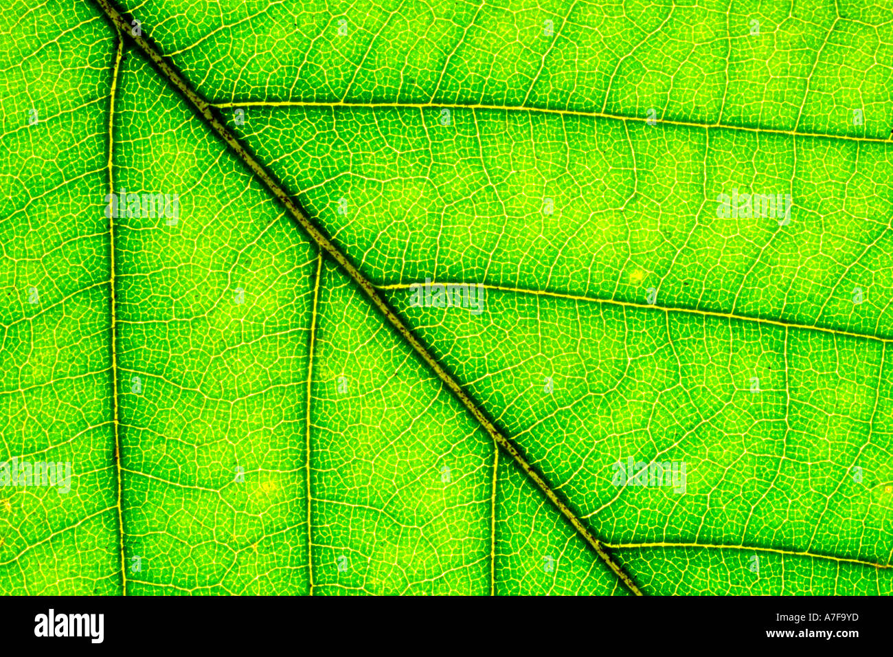 Branching leaf patterns hi-res stock photography and images - Alamy