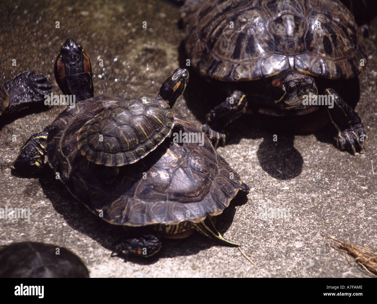 A family of turtles Stock Photo - Alamy