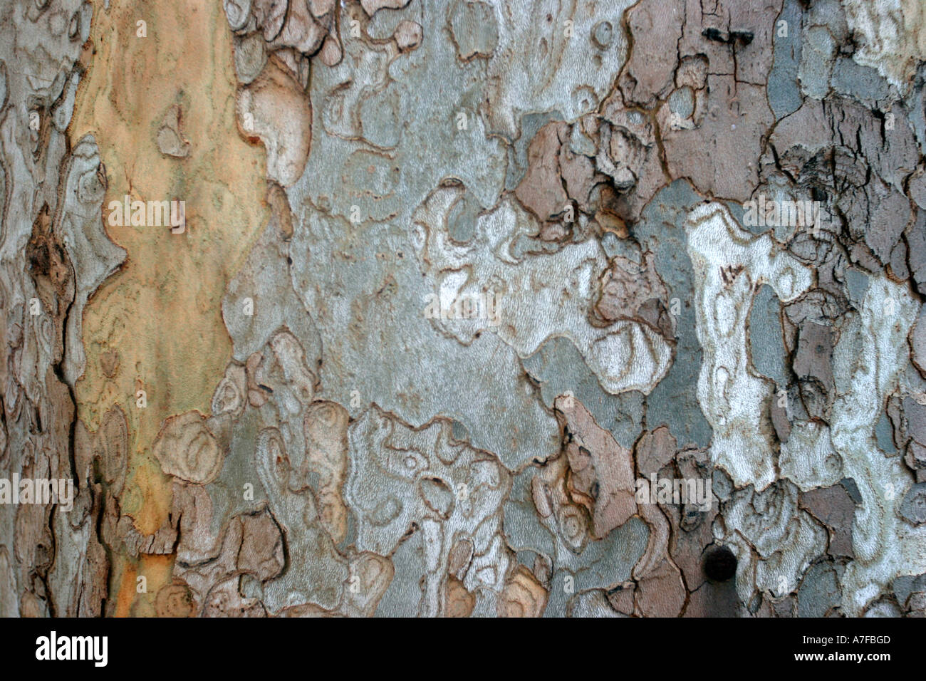 Australian native tree bark hi-res stock photography and images - Alamy