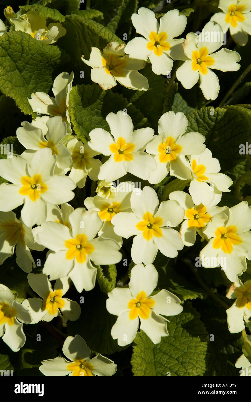 Primrose flowers uk hi-res stock photography and images - Alamy