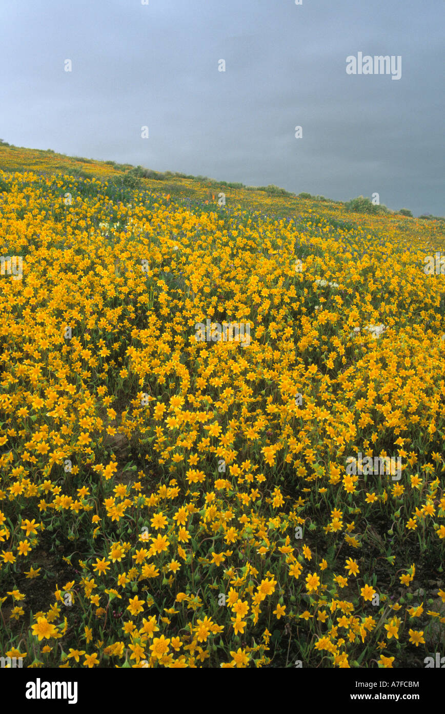 Goldfields in bloom in the Antelope Valley, California, USA Stock Photo ...