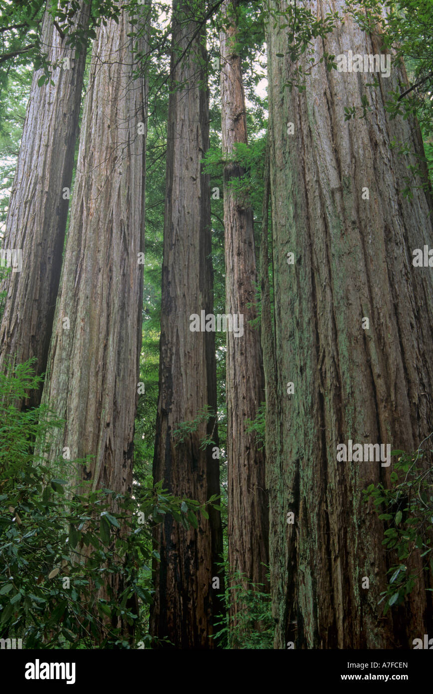 Coast Redwoods Sequoia sempervirens in Big Basin State Park, California ...