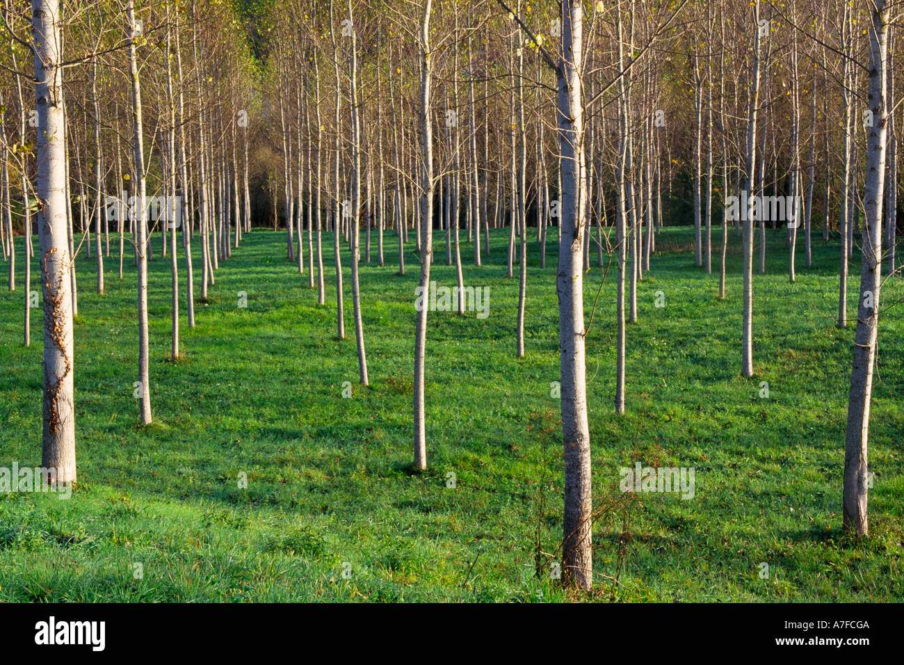 Poplar plantation Larnagol France Stock Photo - Alamy