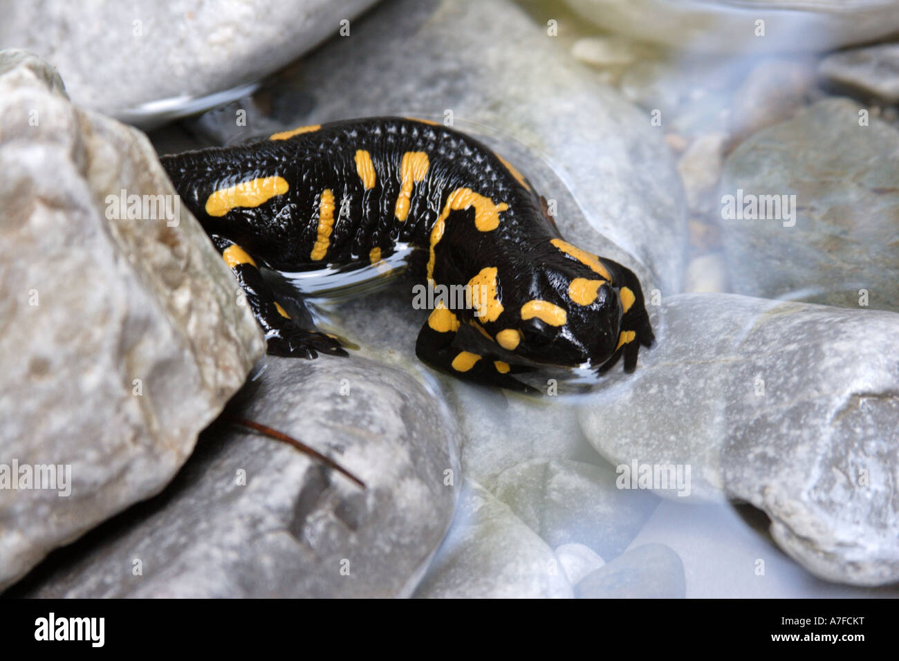 Spotted fire hi-res stock photography and images - Alamy
