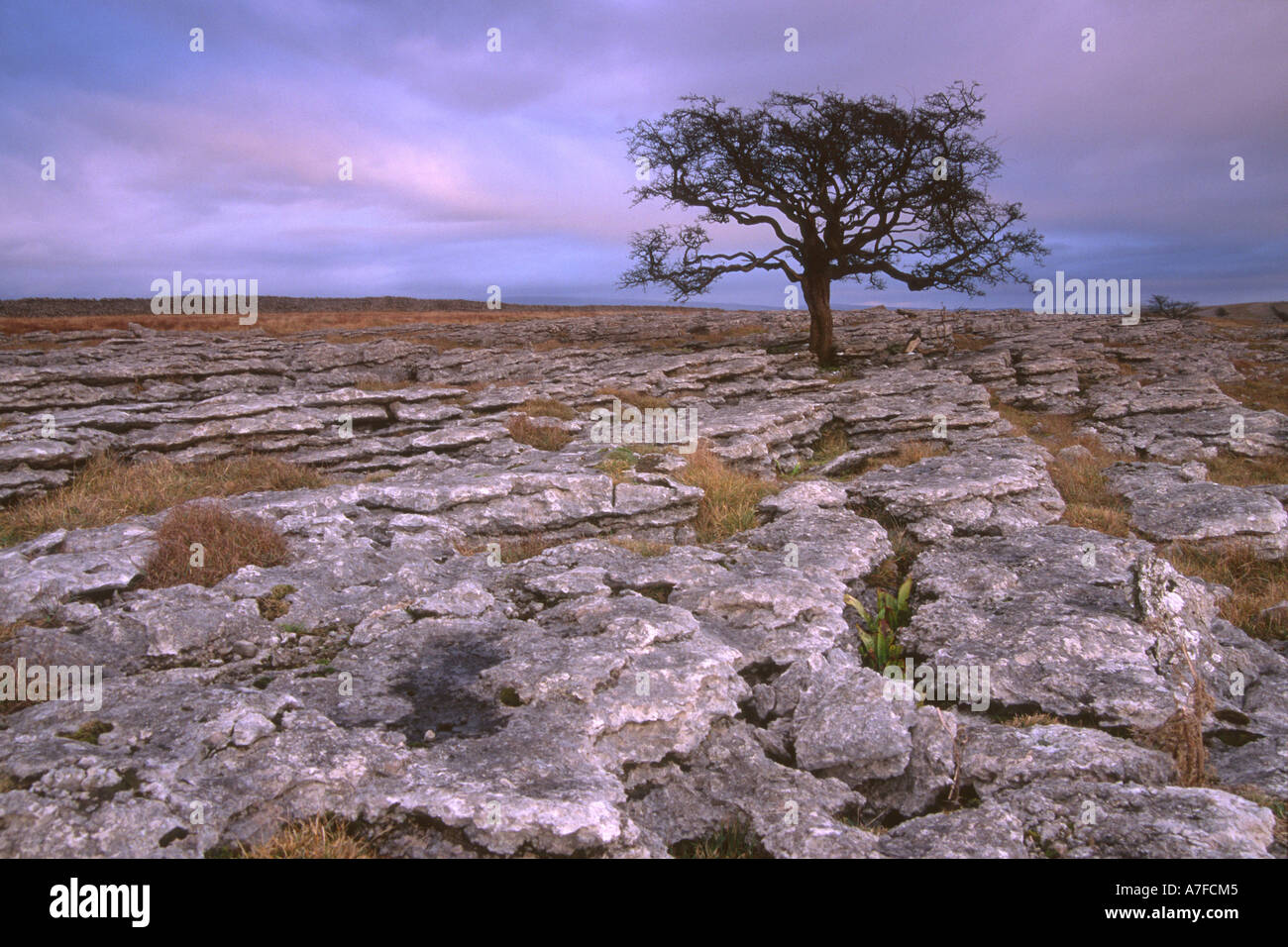 Lone tree on limestone pavement Orton Scar Cumbria England Stock Photo ...