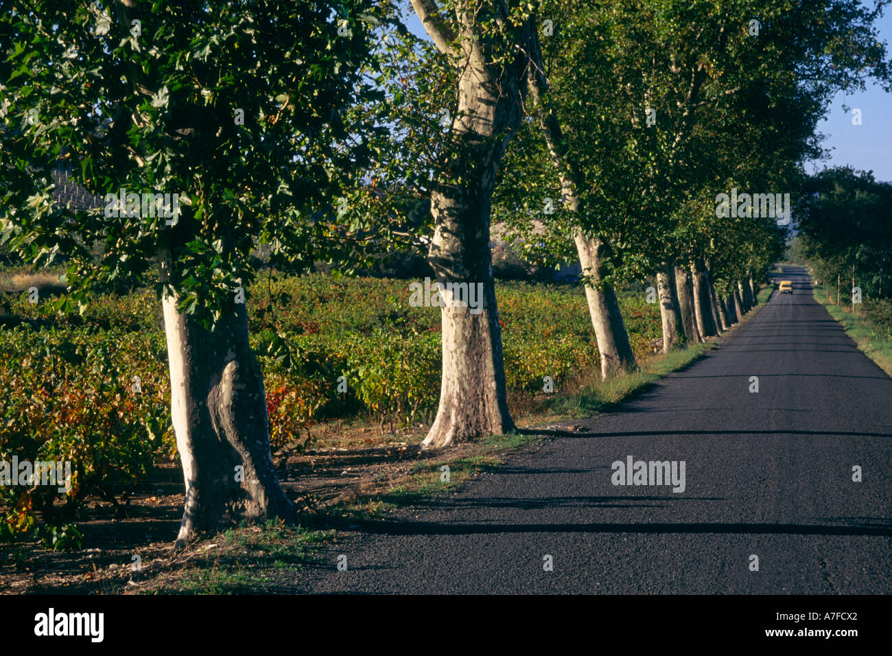 French tree lined avenue hi-res stock photography and images - Alamy