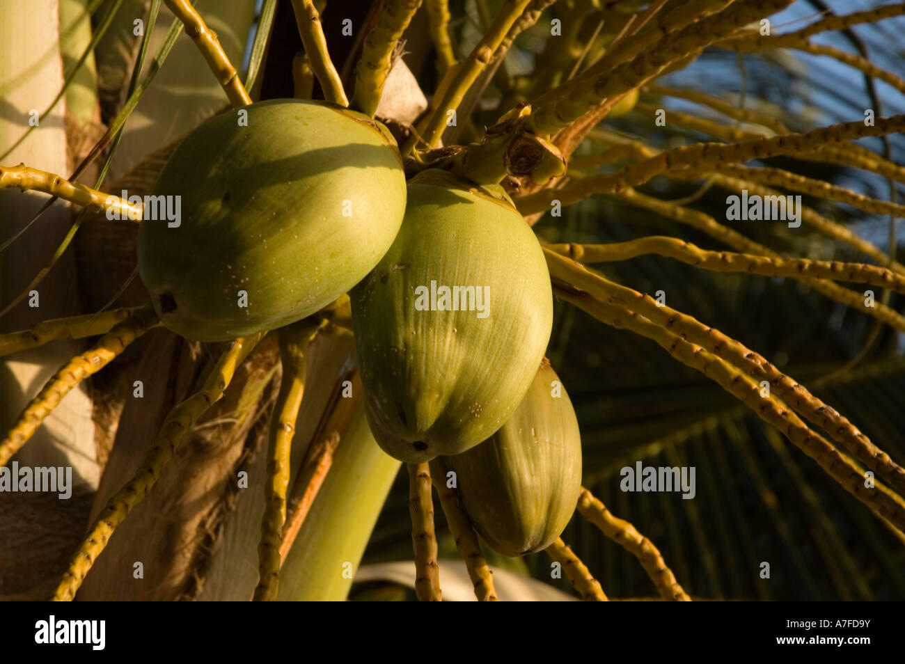 Coconuts, Nassau, Bahamas Stock Photo - Alamy