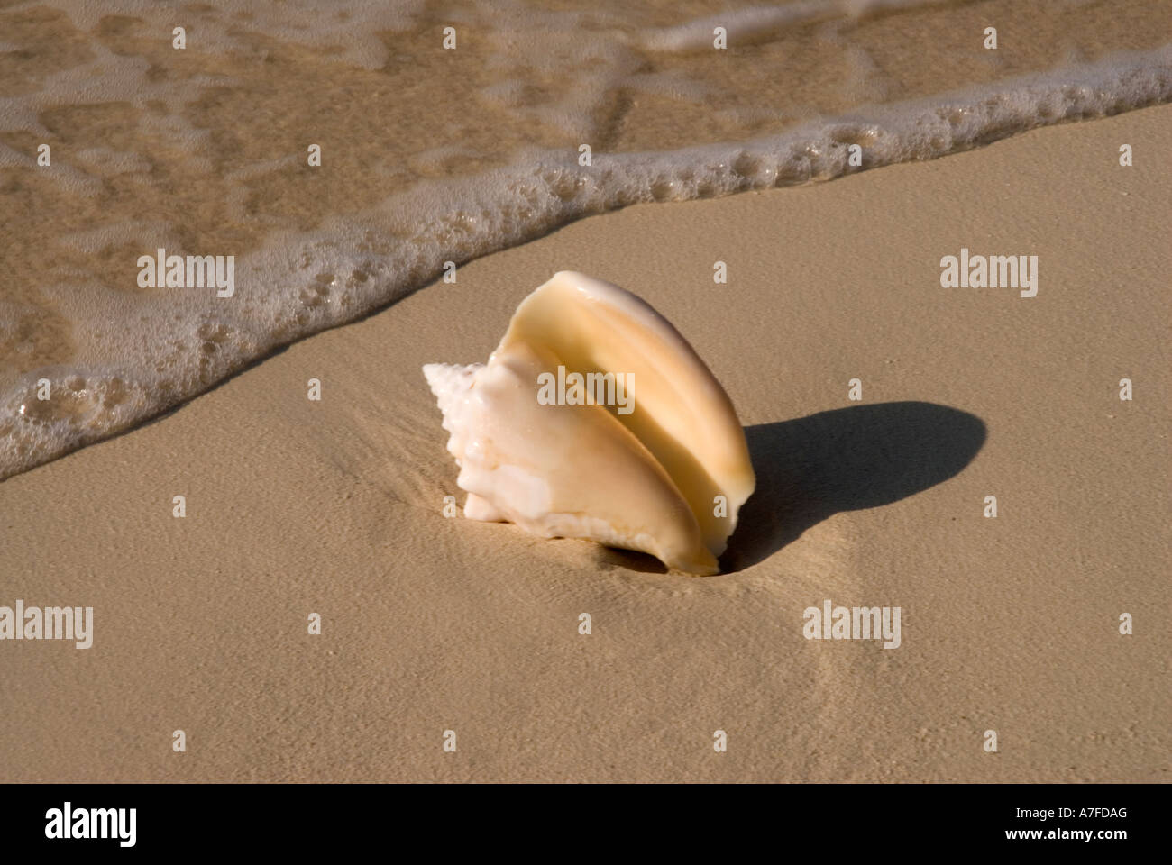 Conch Shell, Rose Island, Bahamas Stock Photo - Alamy