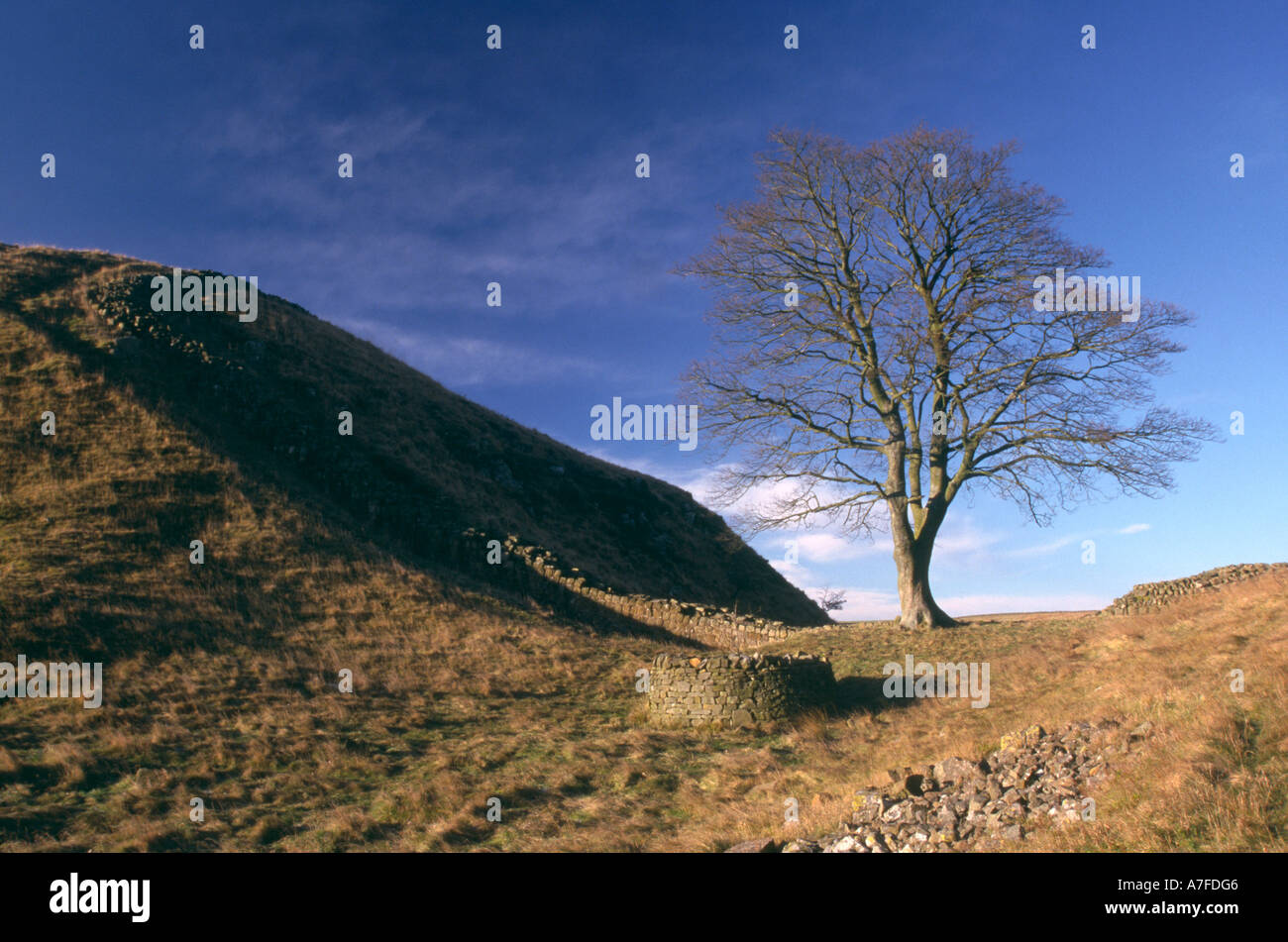 Sycamore gap Hadrian's wall Steel Rigg Northumberland Stock Photo - Alamy