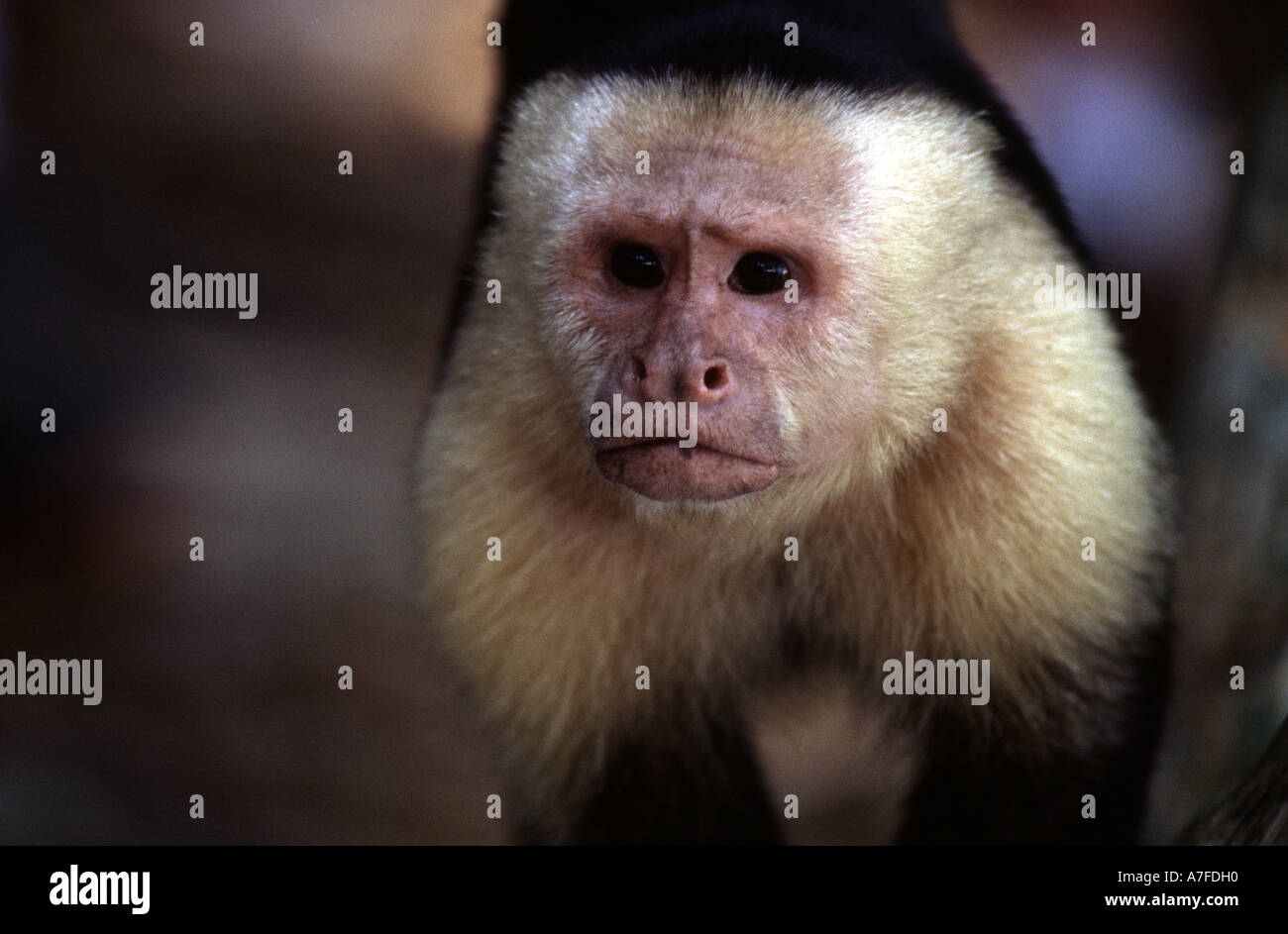Facial Portrait of Capuchin Monkey, Cebus Capuccinus Stock Photo - Alamy