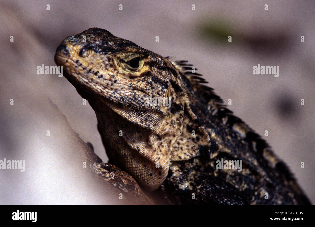 Portrait of Ctenosaur Lizard, Costa Rica Stock Photo - Alamy