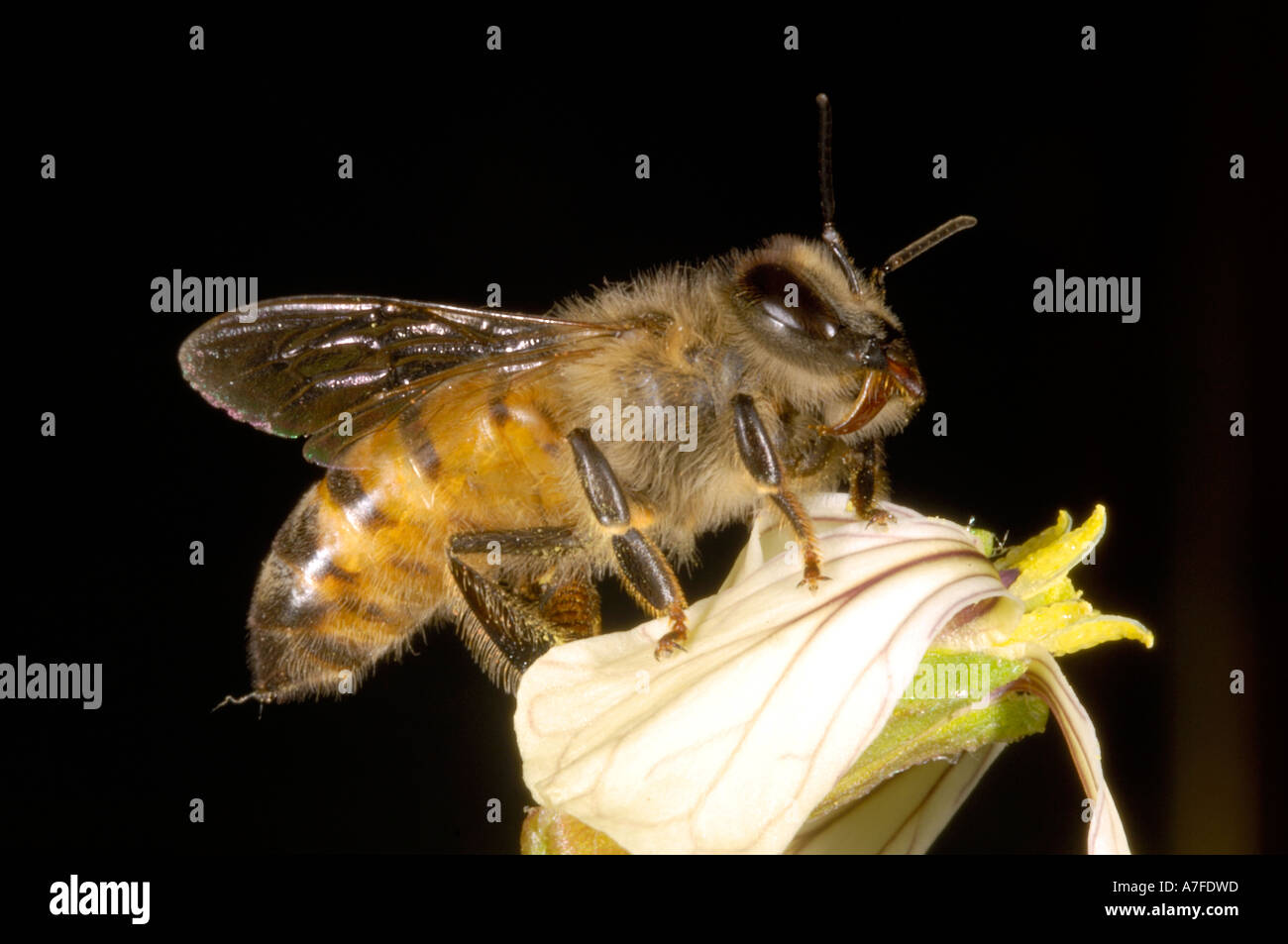 Apis mellifera scutellata hi-res stock photography and images - Alamy
