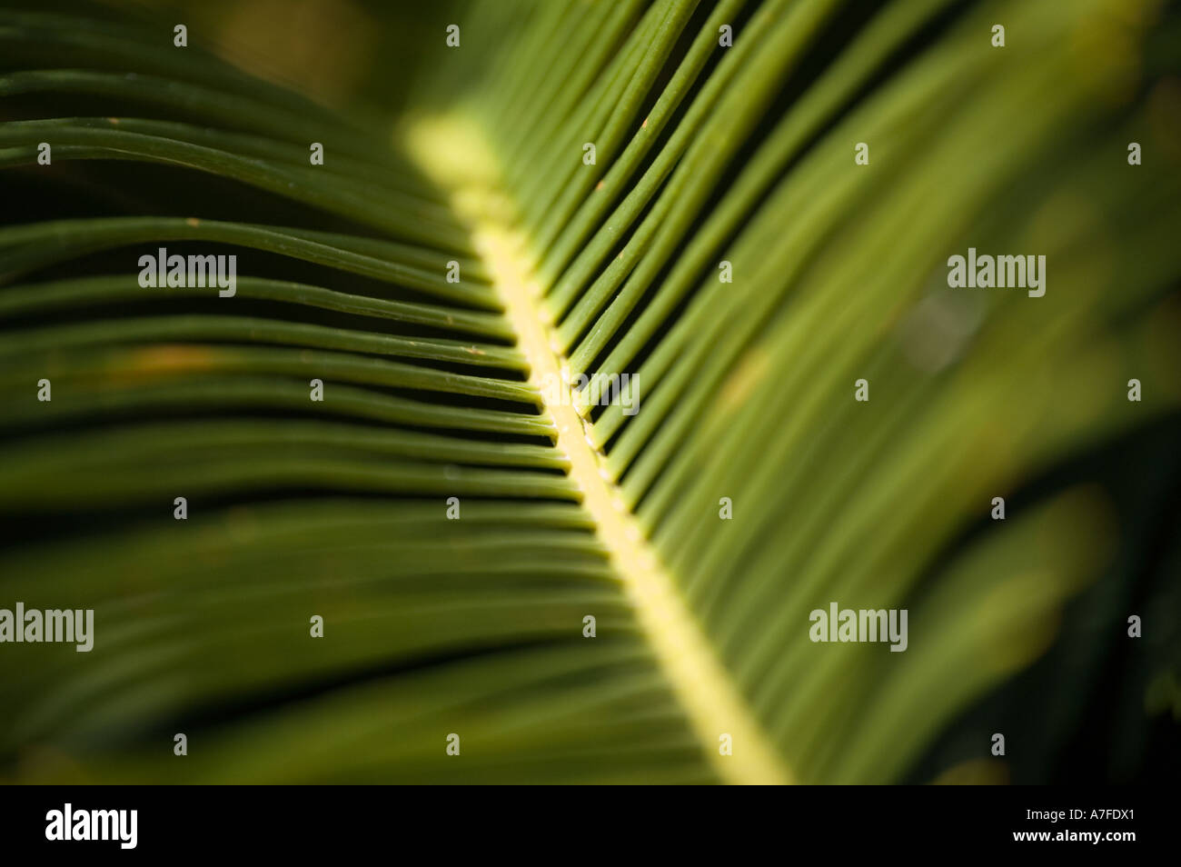 Sega palm leaf Stock Photo - Alamy