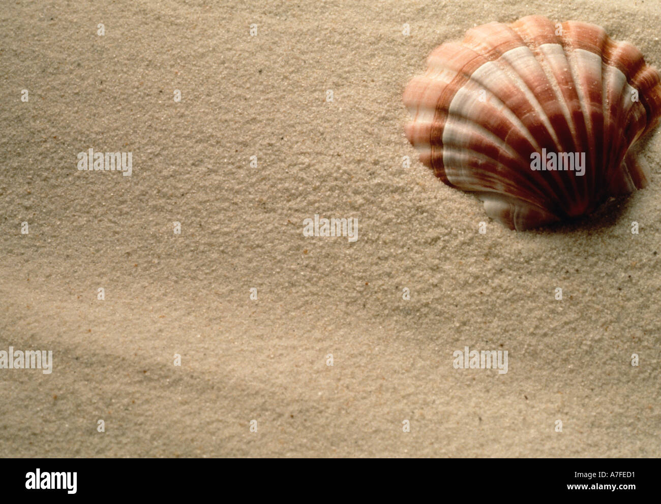Seashell in the sand Stock Photo - Alamy