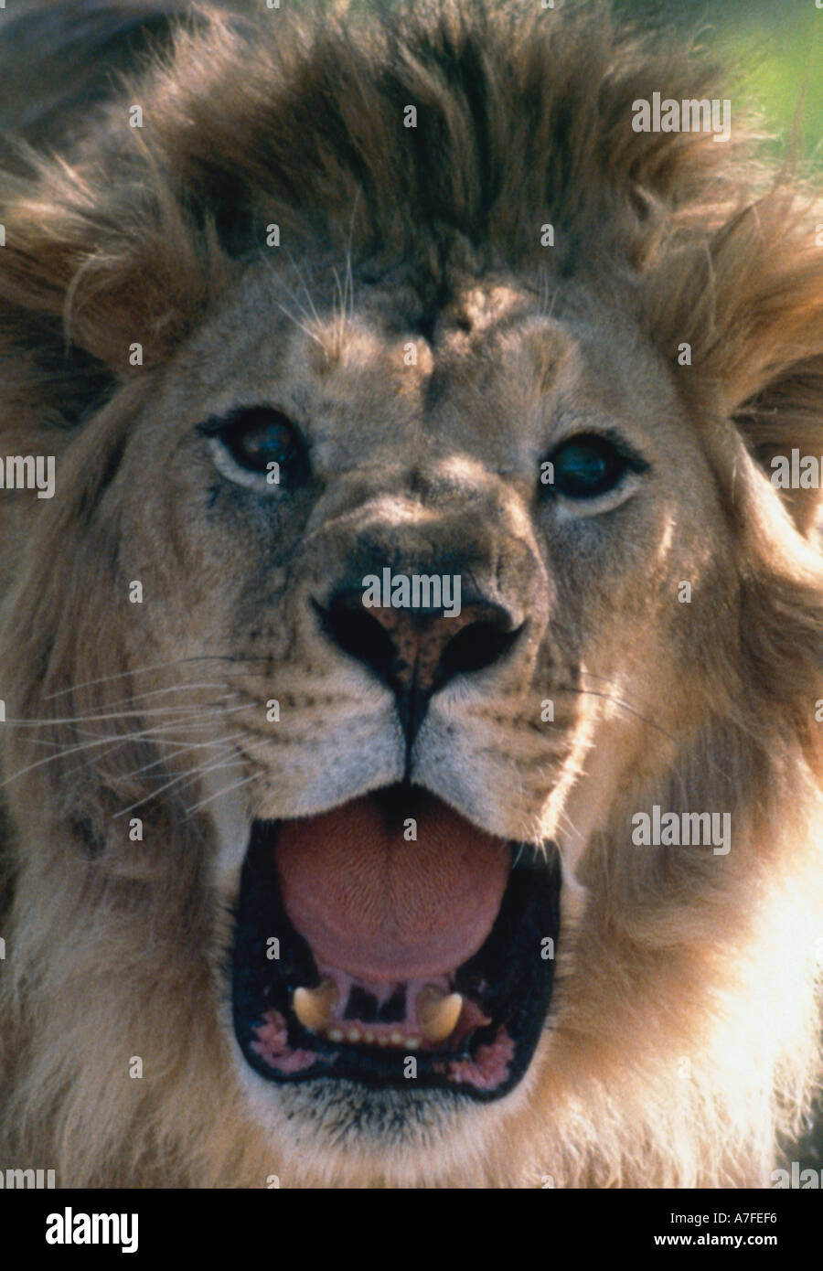 Growling lion hi-res stock photography and images - Alamy