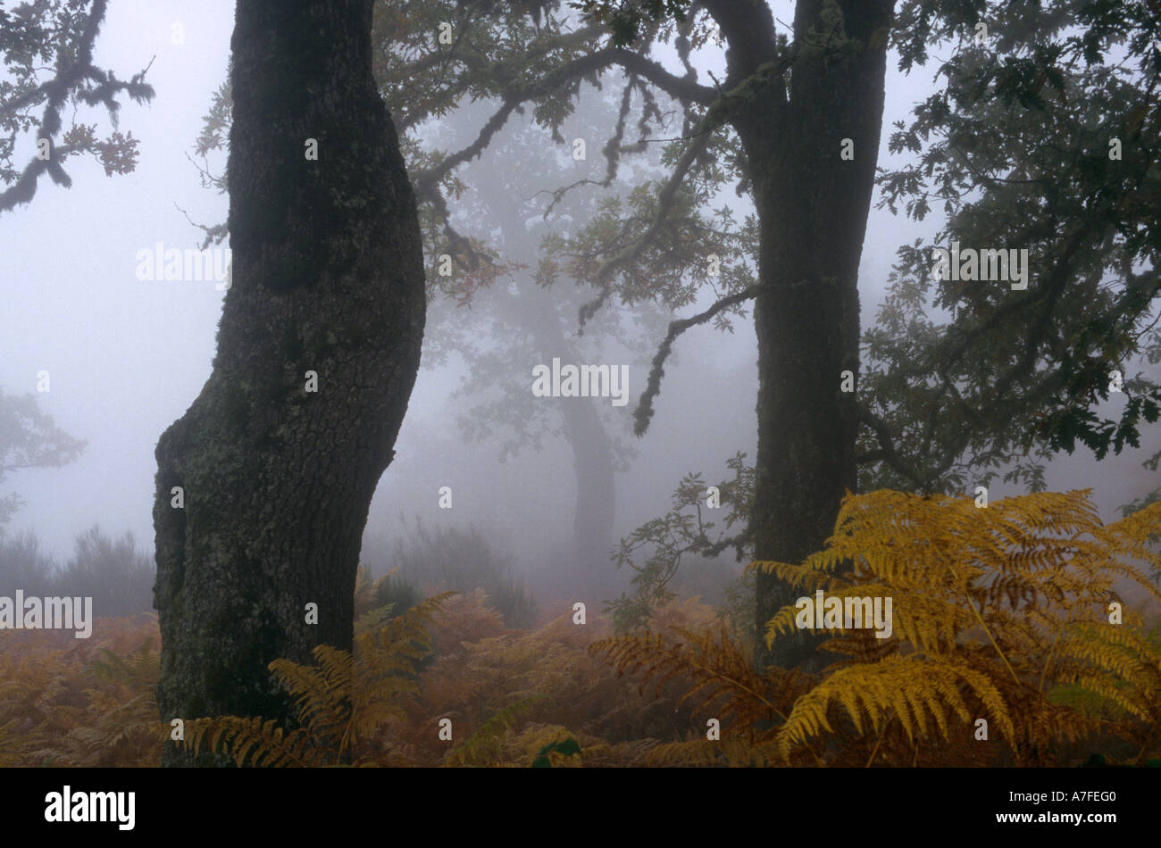 Pico jano hi-res stock photography and images - Alamy