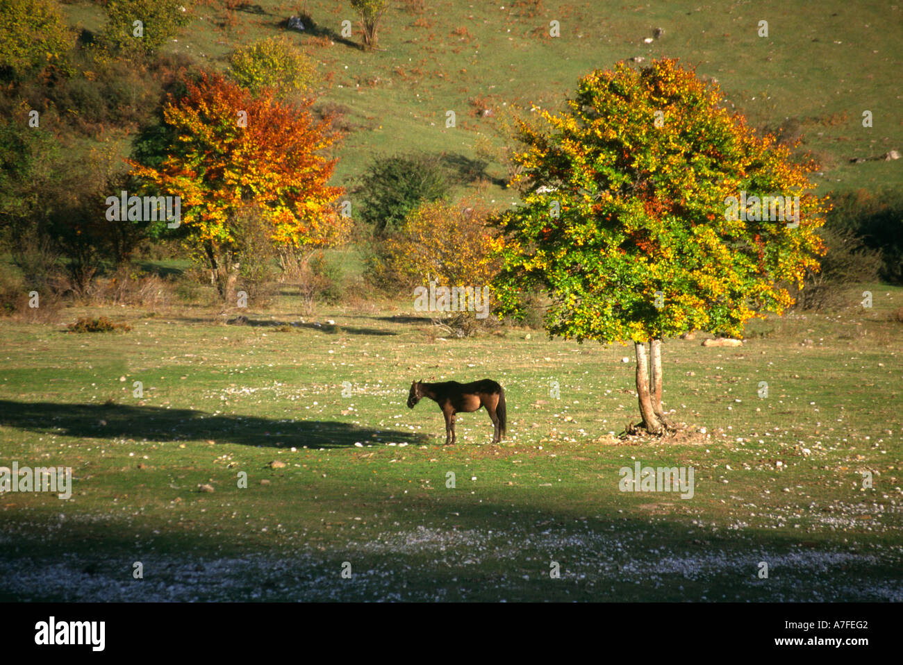 Horse under the tree hi-res stock photography and images - Alamy