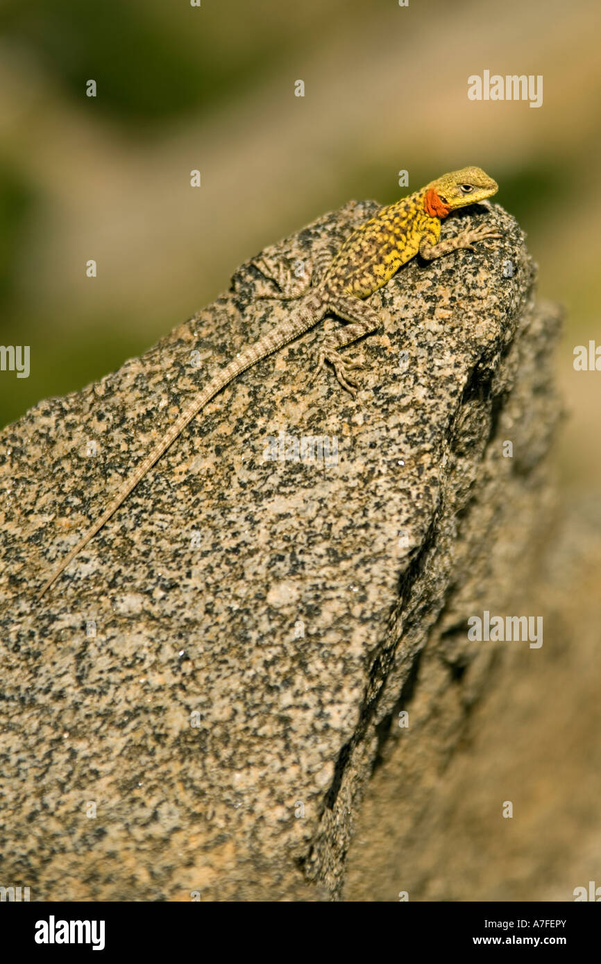 Scaley scaly scales hi-res stock photography and images - Alamy