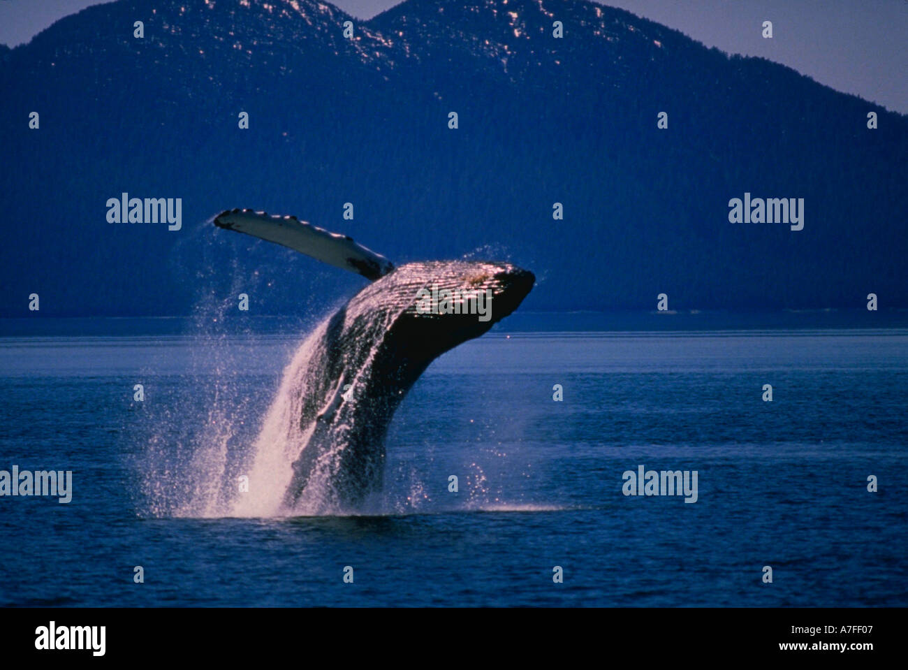 Humpback whale jumping Stock Photo - Alamy
