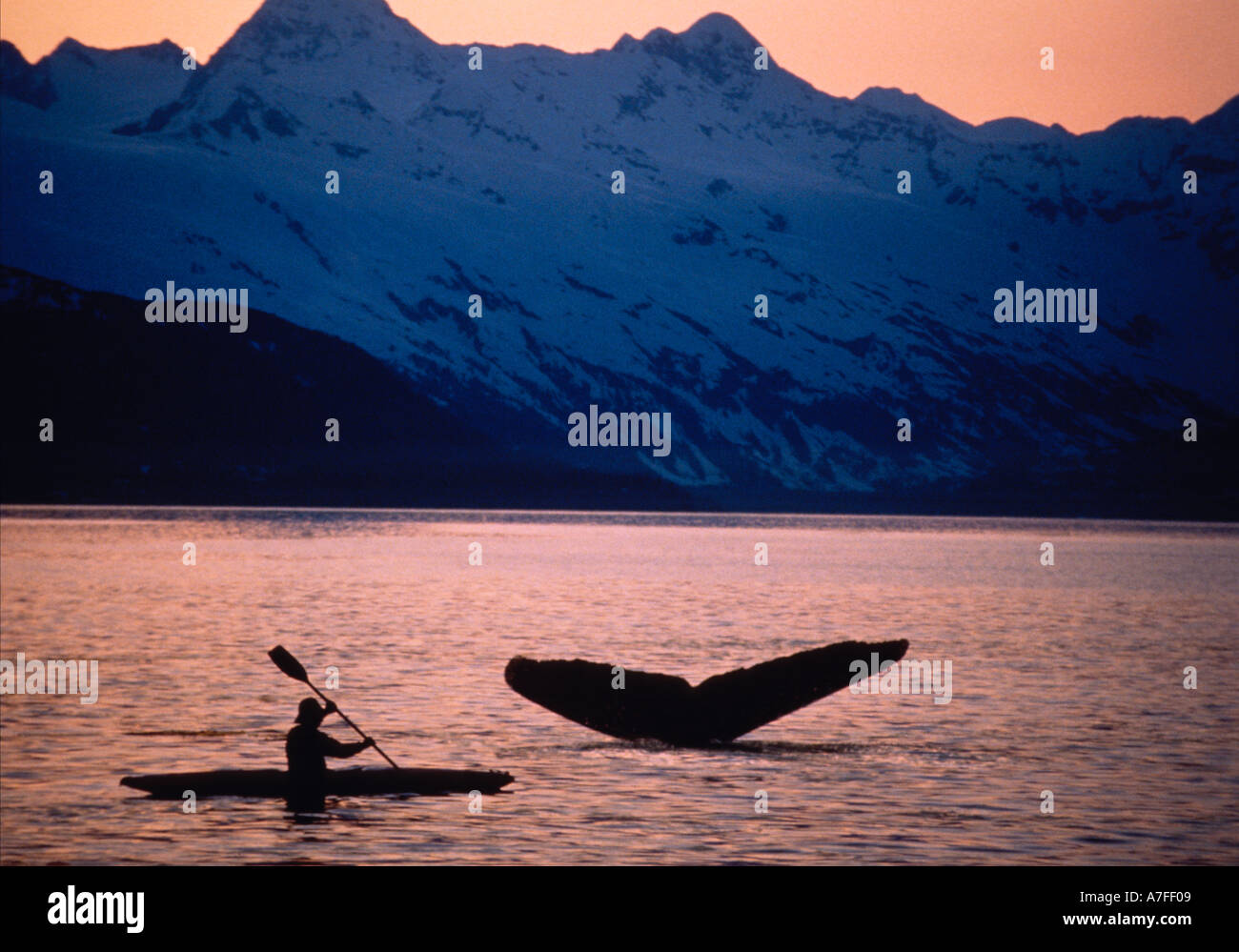 Kayaker whale hi-res stock photography and images - Alamy
