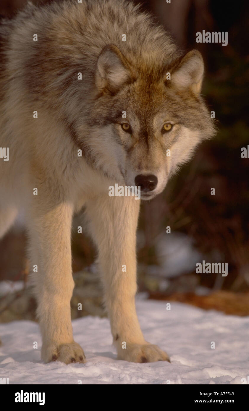 Portrait of a timber wolf standing alert in the snow Stock Photo - Alamy