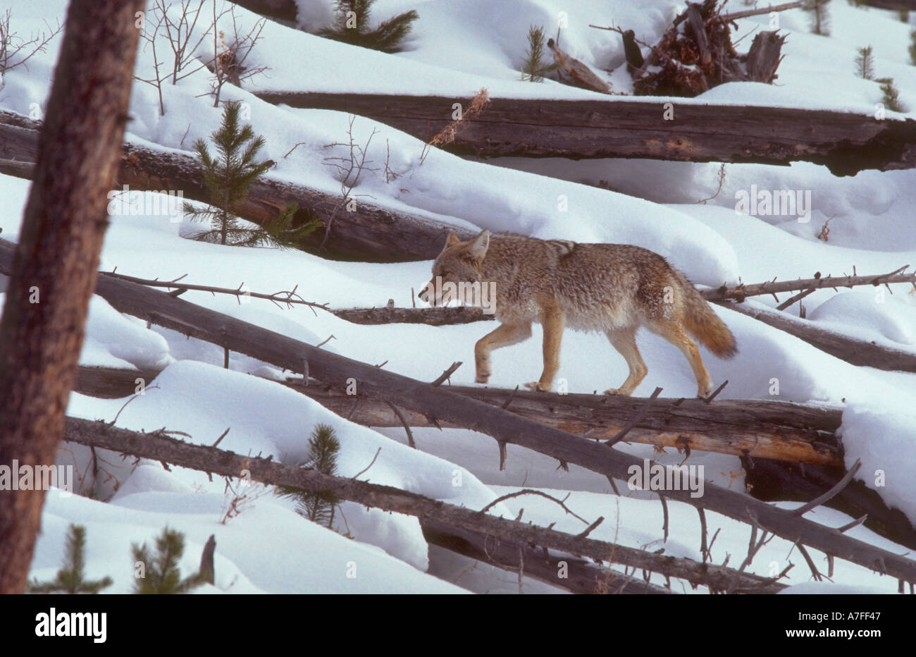 Coyote walking in the woods hi-res stock photography and images - Alamy