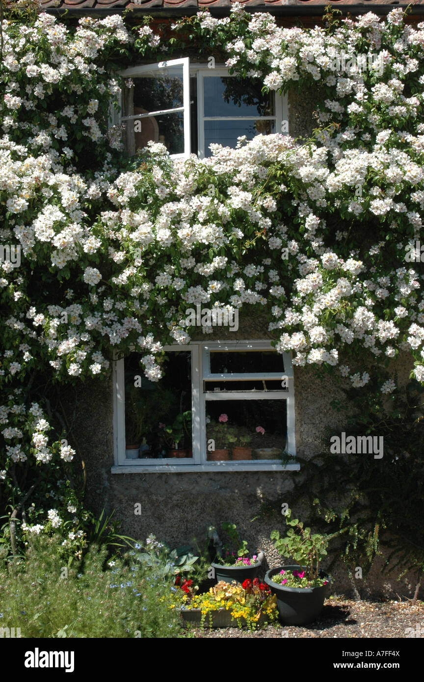 Rambling roses round a cottage window Stock Photo - Alamy
