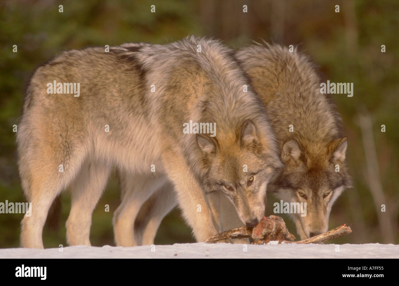 Killed by wolves hi-res stock photography and images - Alamy