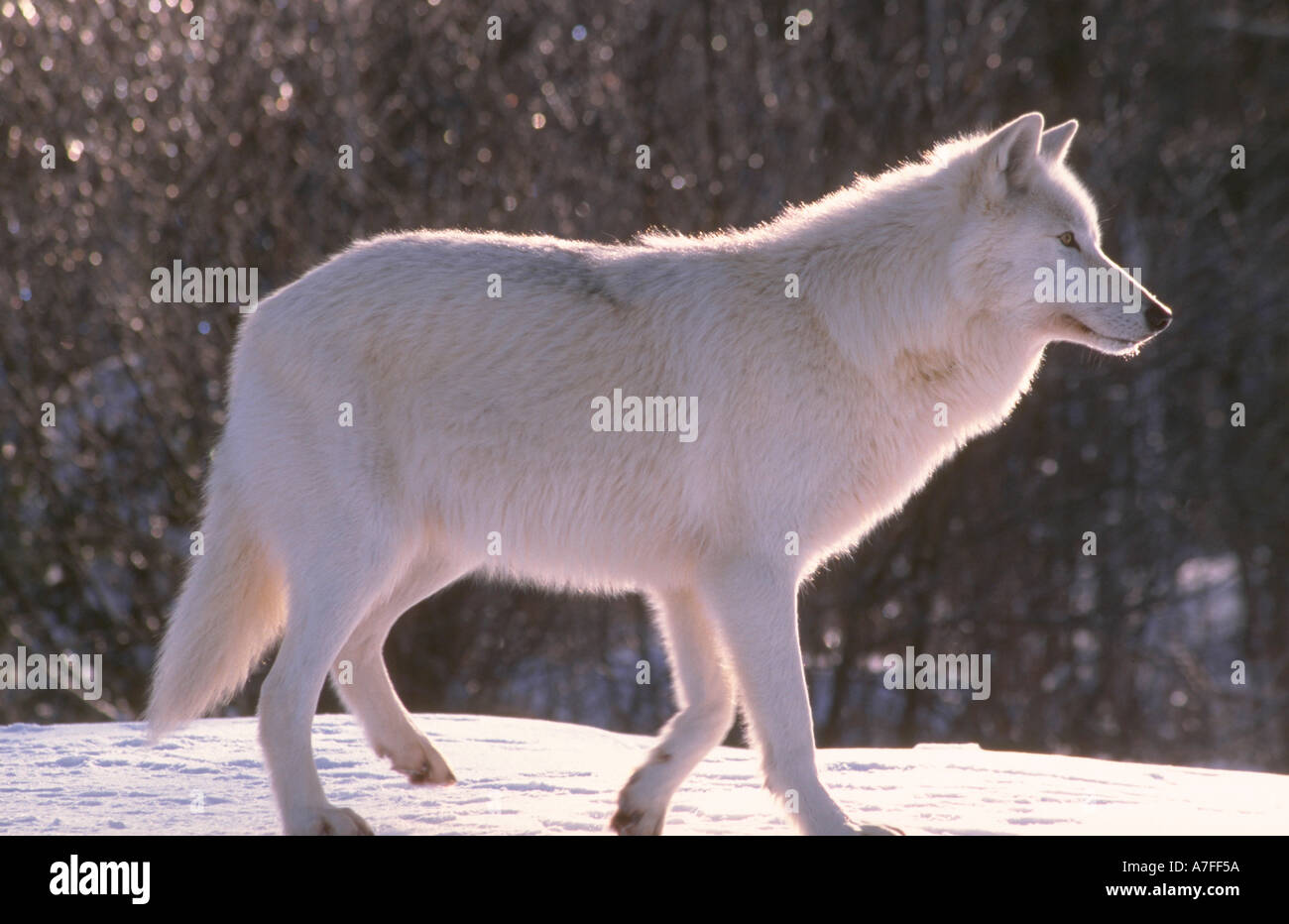 Arctic wolf standing in the snow Stock Photo - Alamy