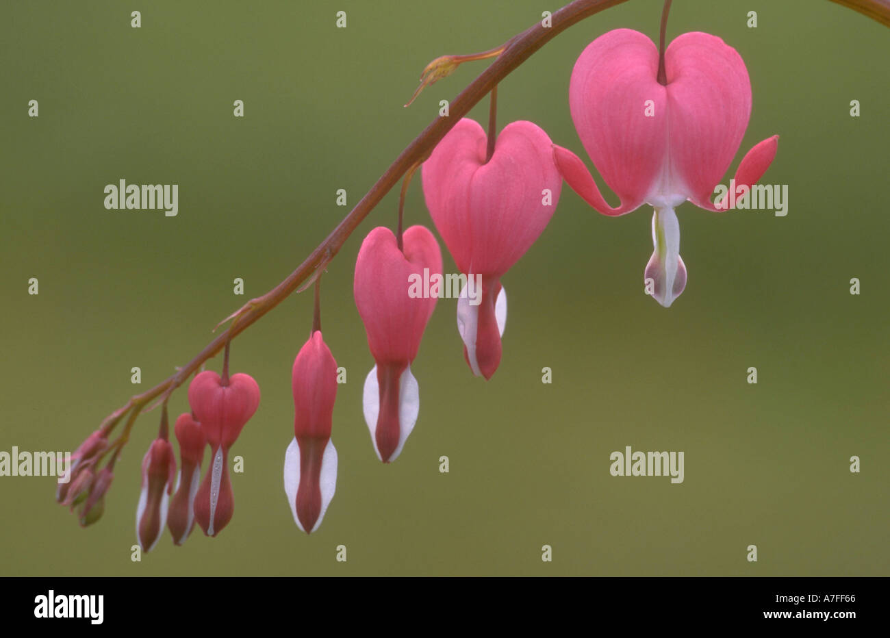 Hanging from a flower stem hi-res stock photography and images - Alamy