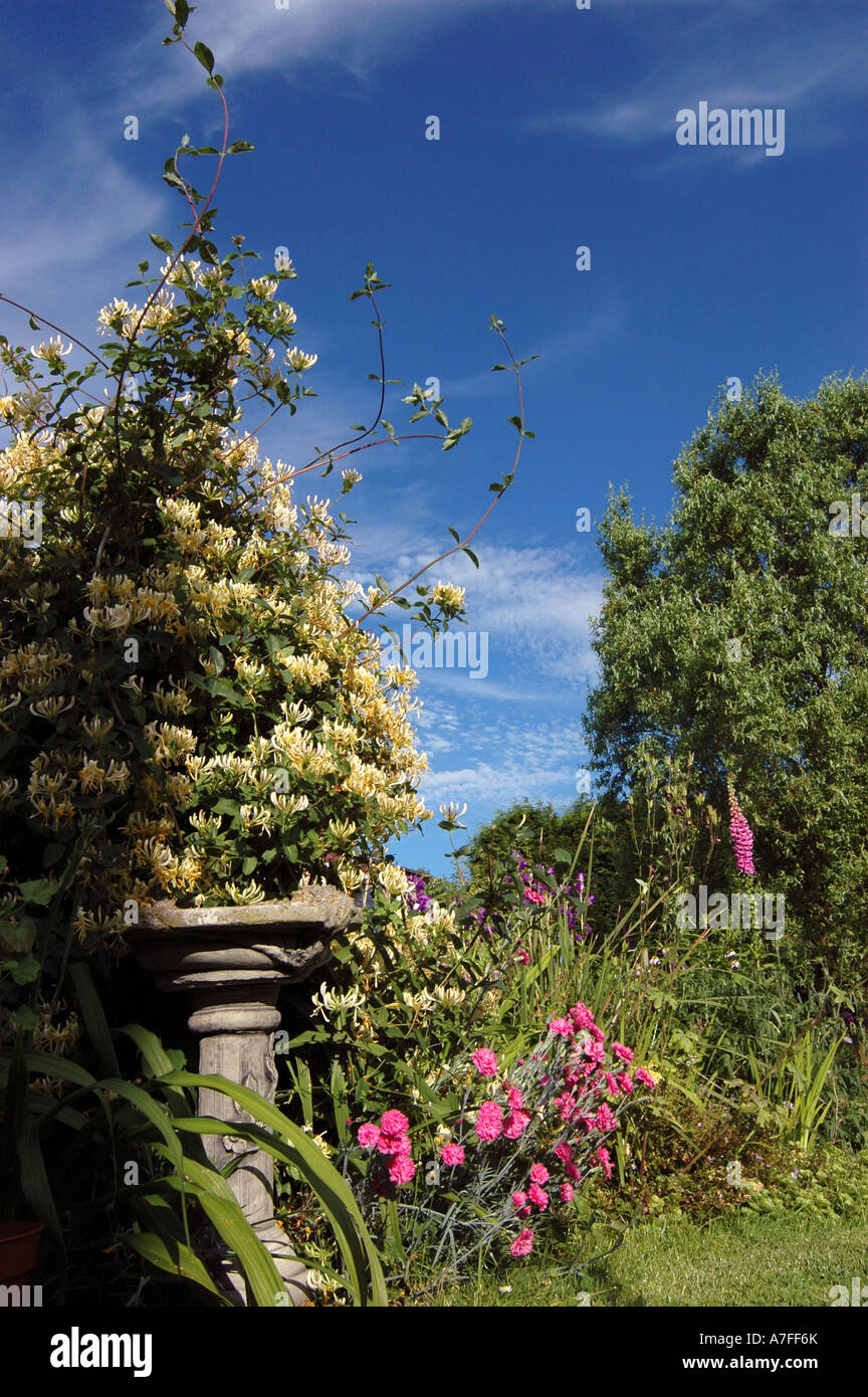 Flowers in an English country garden Stock Photo - Alamy