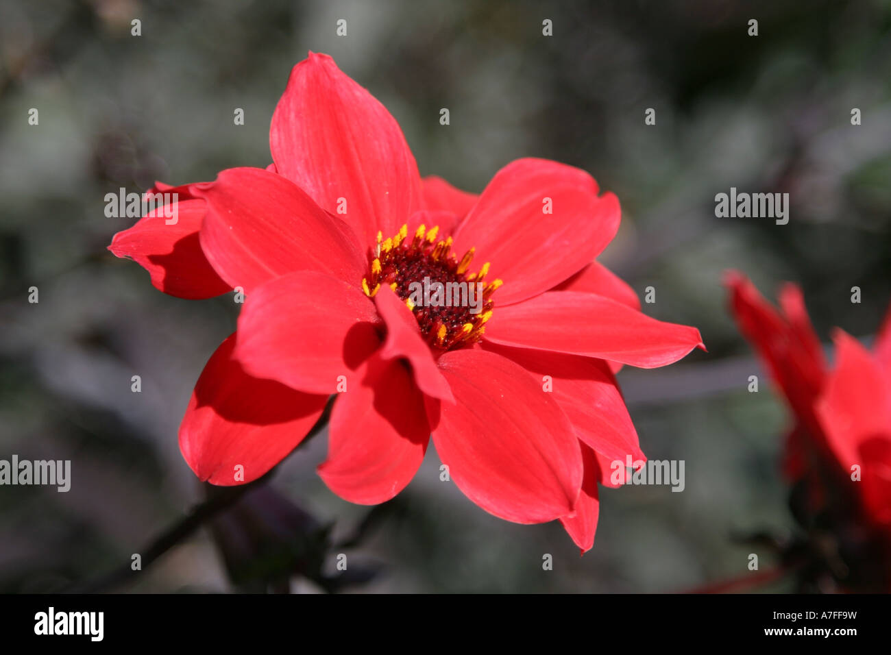 Red flower, Germini Stock Photo - Alamy