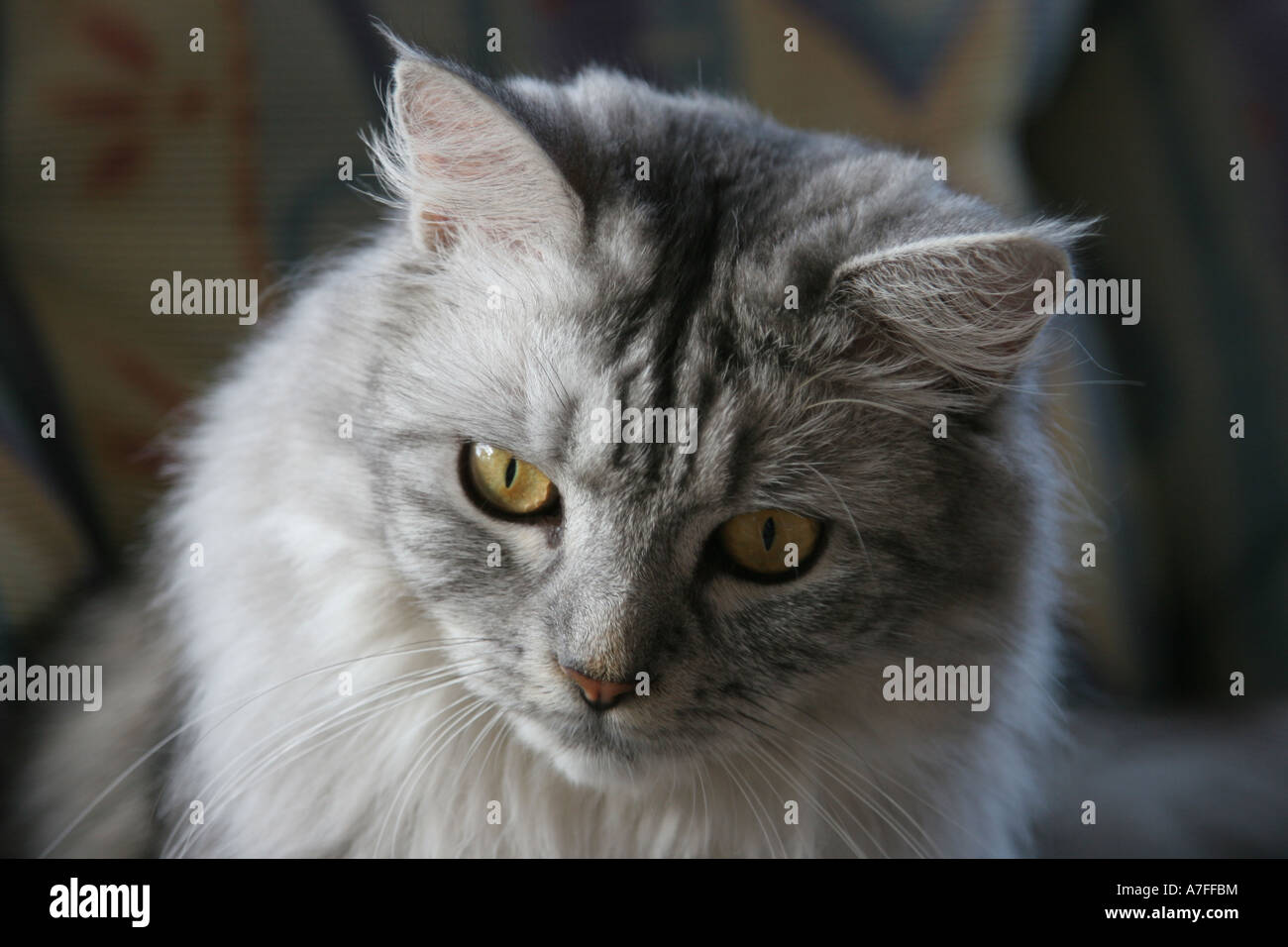 Cat lit from side Stock Photo - Alamy