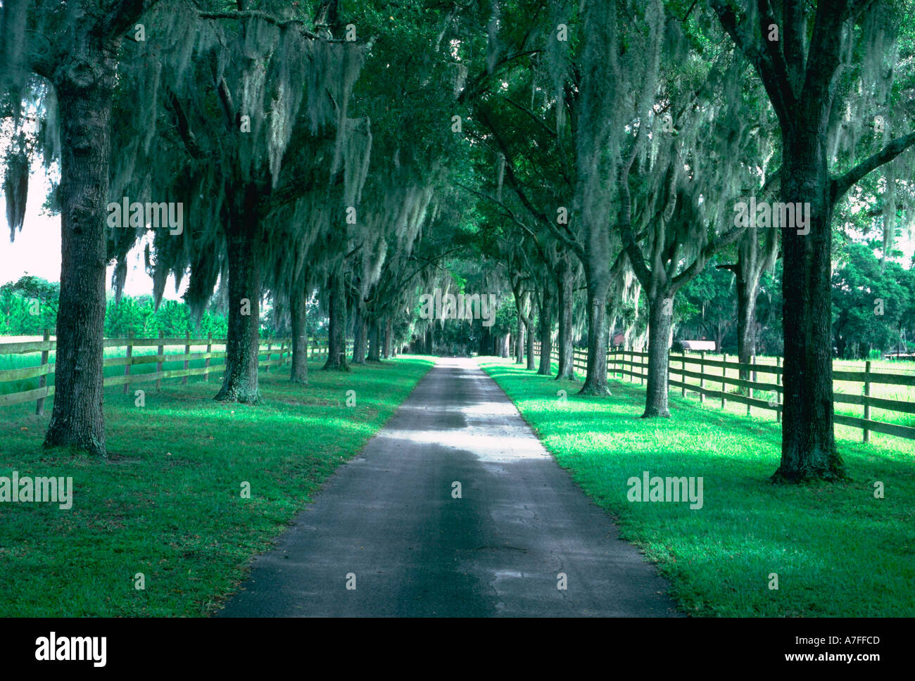 Laurel oak tree hi-res stock photography and images - Alamy