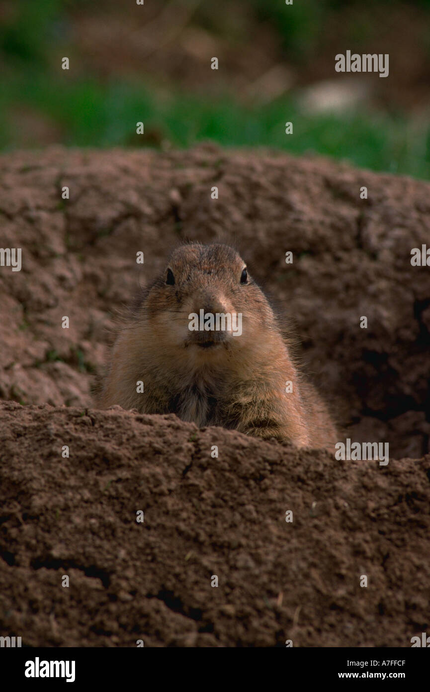 Black tailed prairie dog arizona desert hi-res stock photography and ...