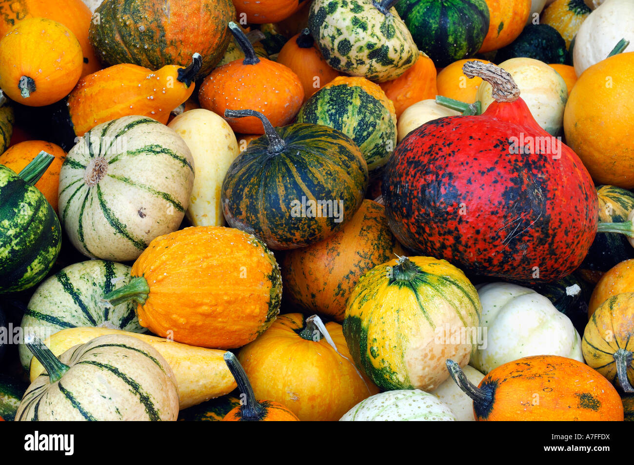 Red yellow and orange pumpkins Stock Photo - Alamy
