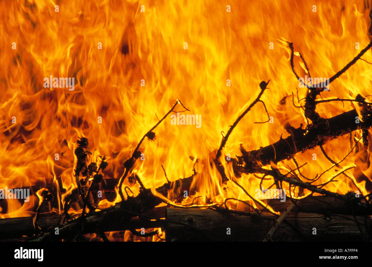 Forest fire flames and burning lodgepole pine trunk in historic ...