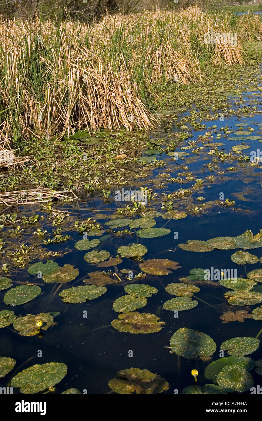 Lilly pod hi-res stock photography and images - Alamy