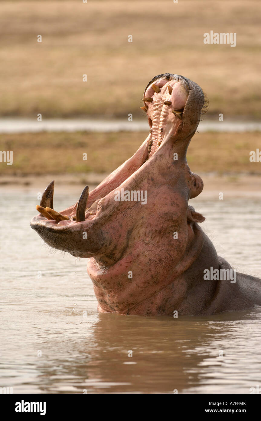 Hippo threat display Stock Photo - Alamy