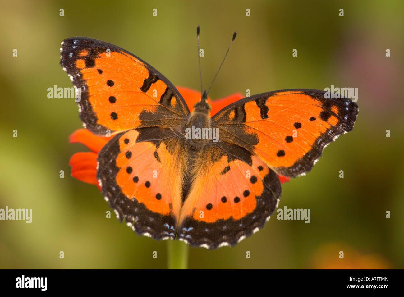 Gaudy commodore ( dry season Stock Photo - Alamy