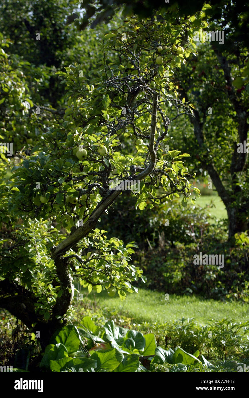 Fruit grows on the trees in a traditional English country garden ...