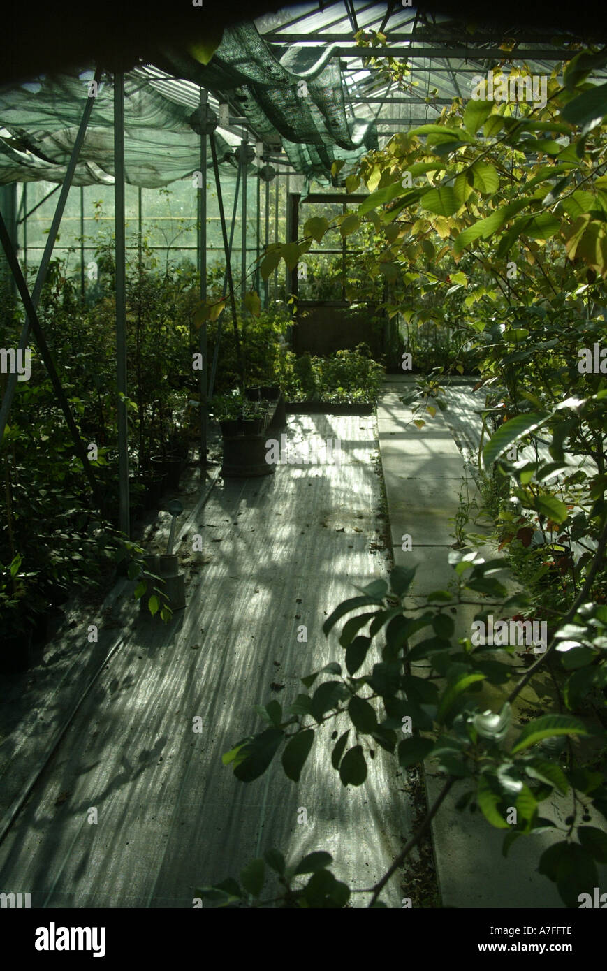 Sunlight streams through greenhouse hi-res stock photography and images ...