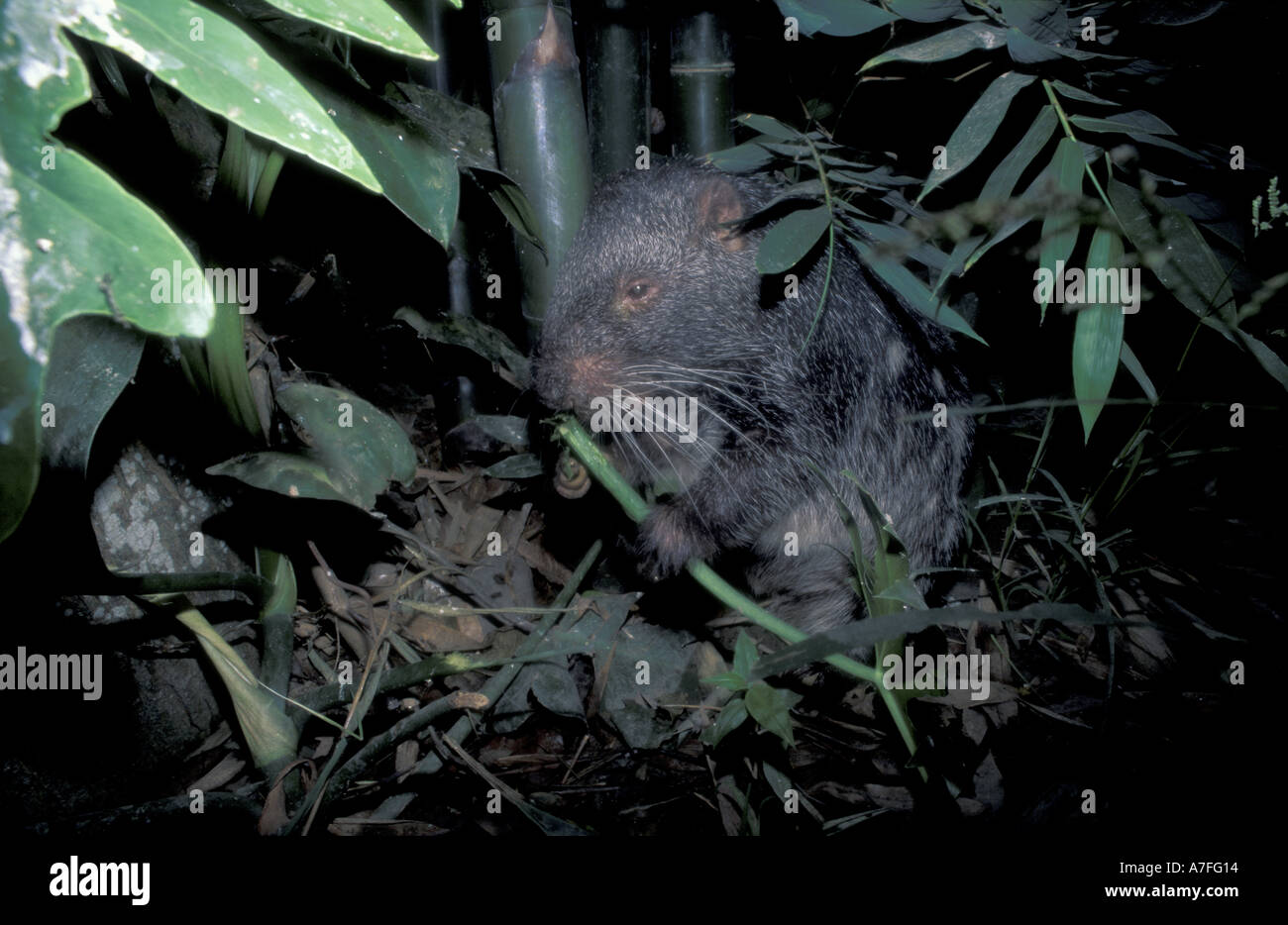 SA, Peru, Madre de Dios, P.N. Manu, Pacarana (Dinomys branicki Stock ...