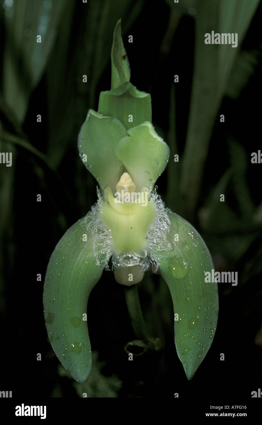 SA, Peru, S.H. Machu Picchu, Andean orchids Stock Photo - Alamy