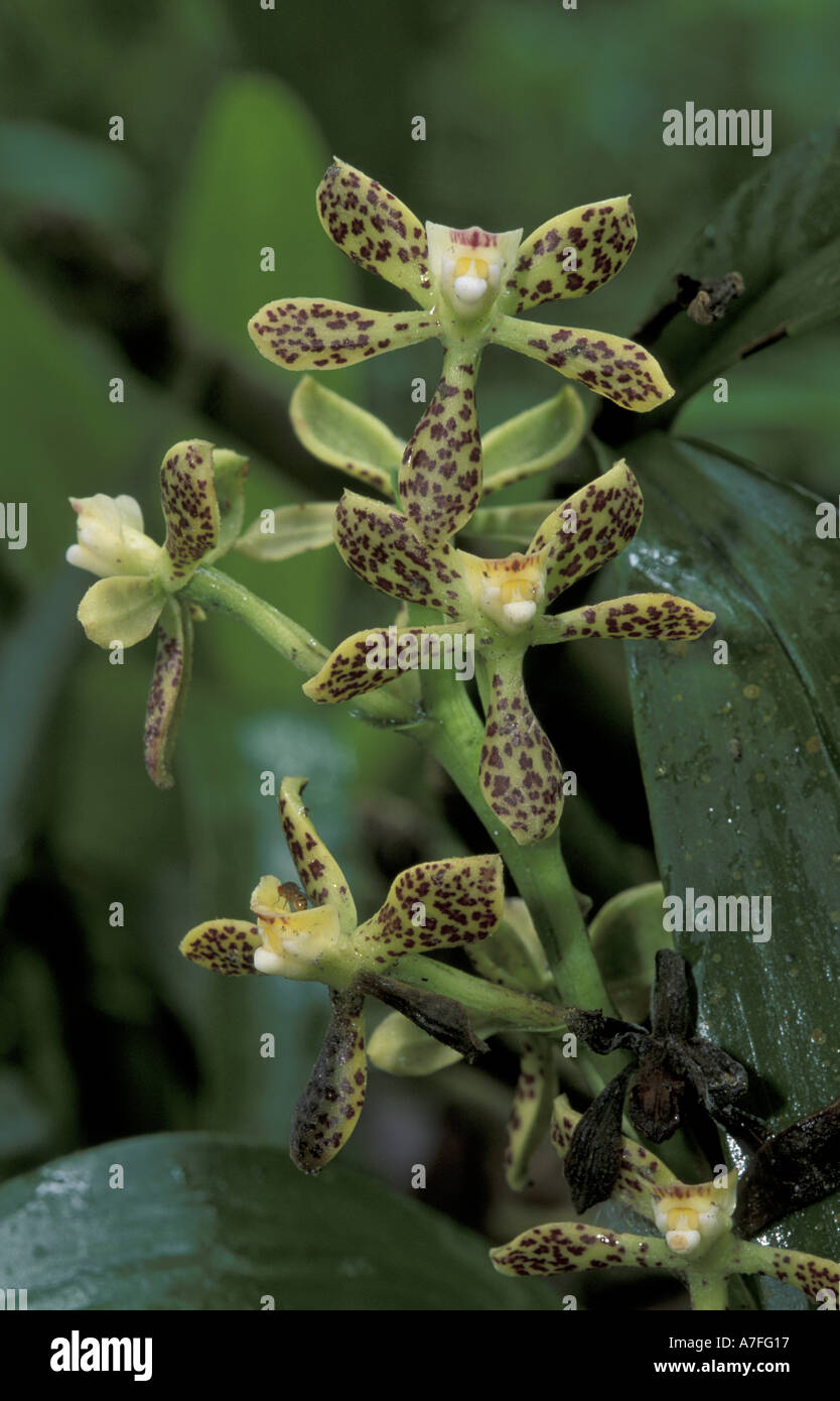 SA, Peru, S.H. Machu Picchu, Andean orchids Stock Photo - Alamy