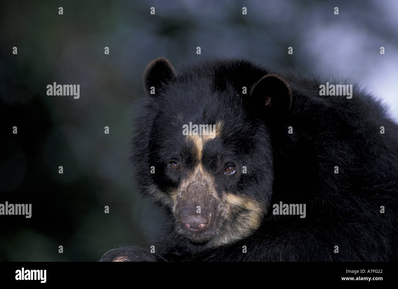 Spectacled bear peru hi-res stock photography and images - Alamy
